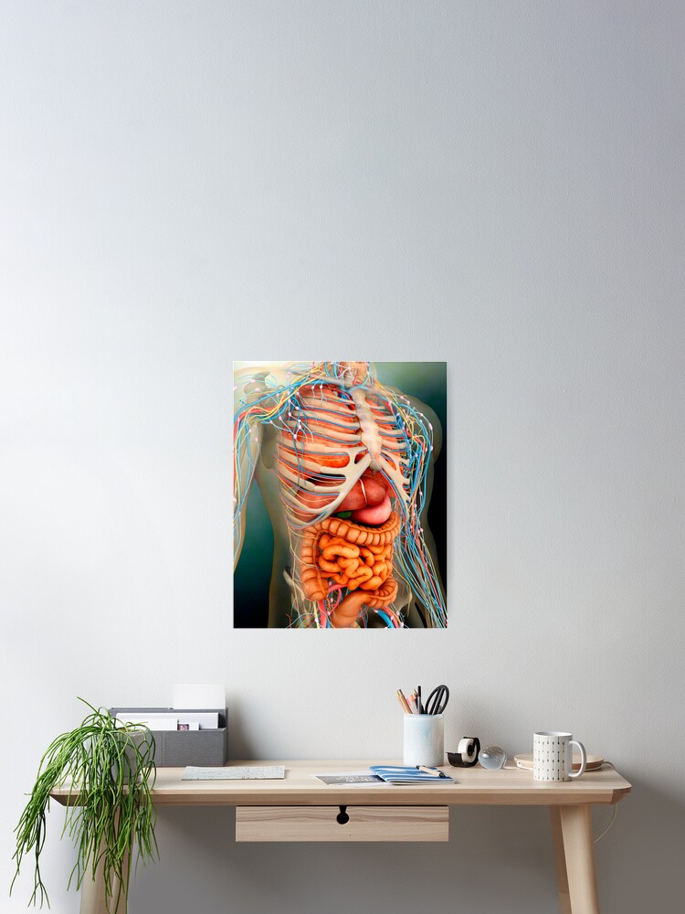 "Perspective view of human body, whole organs and bones." Poster for ...