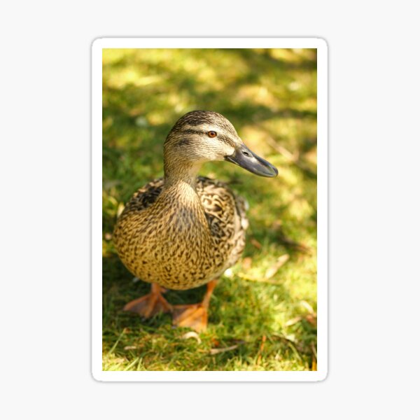 "Quack" Sticker by NomadDarkroom | Redbubble
