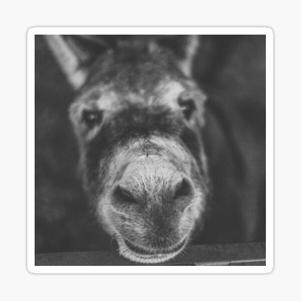 "Portrait of a Highland Donkey" Sticker by artcascadia | Redbubble