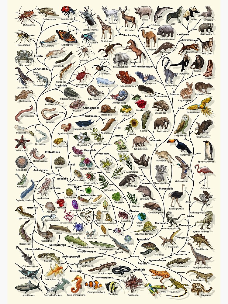 "Tree of Life Poster - Animal and Plant Evolution - Scientific" Poster ...