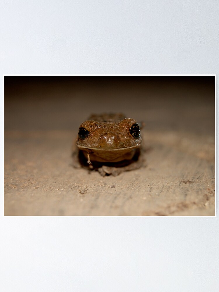 "Don't stare at me!" Poster by arturogodoy | Redbubble