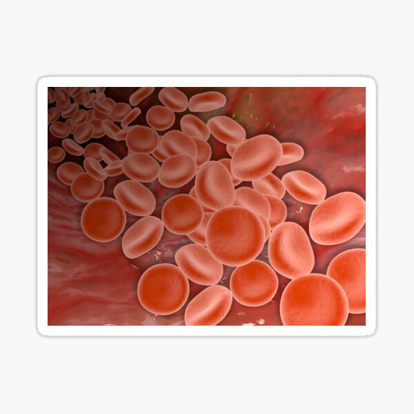 "Inside view of the artery with red blood cells." Sticker for Sale by ...