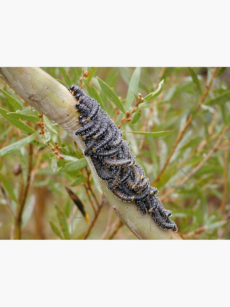 "Spitfire Sawfly Caterpillars on Gum Tree" Sticker by MottoDigging ...