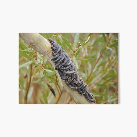 "Spitfire Sawfly Caterpillars on Gum Tree" Art Board Print for Sale by ...