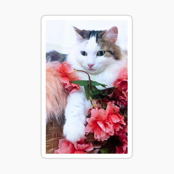 "Norwegian forest cat queen" Sticker by Fluffycat2020 | Redbubble