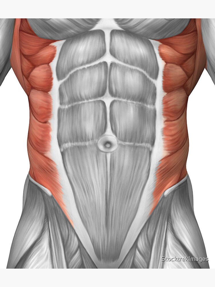 "Male muscle anatomy of the abdominal wall." Sticker for Sale by ...