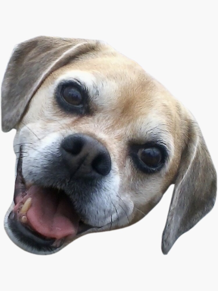 "Happy Puggle " Sticker by -Superman- | Redbubble