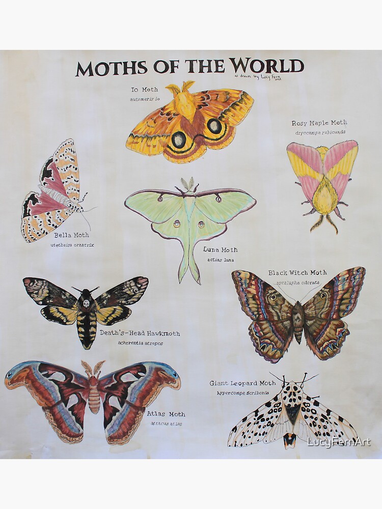 "Moths of the World" Poster for Sale by LucyFernArt | Redbubble