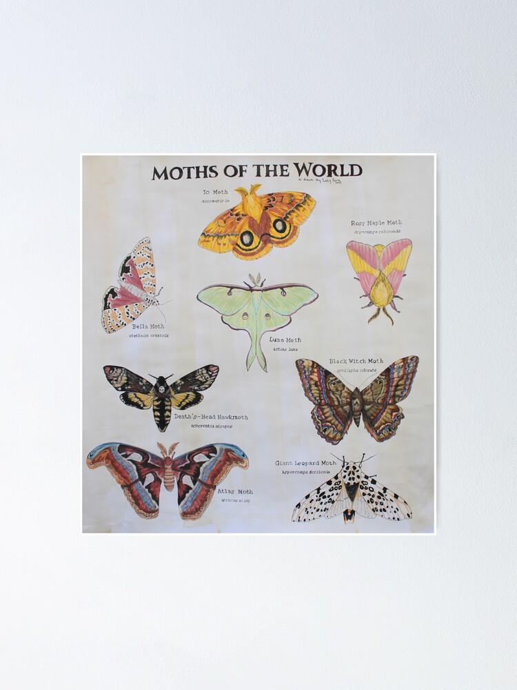 "Moths of the World" Poster for Sale by LucyFernArt | Redbubble
