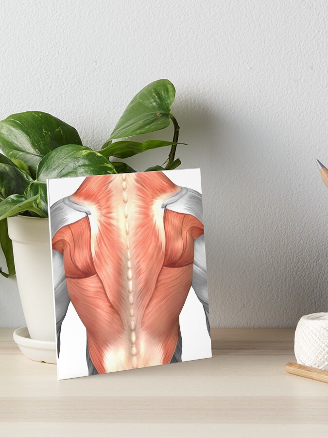 Anatomie Du Dos Humain Impression Artistique For Sale Avec L'œuvre