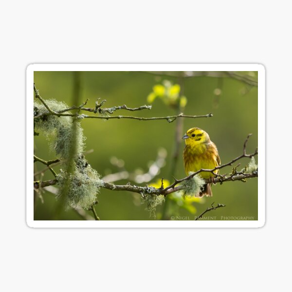 Yellowhammer Logo