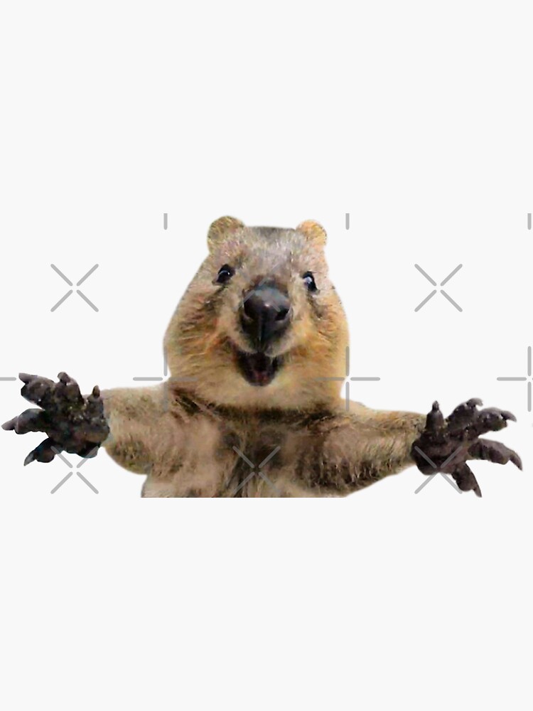 "Cute quokka hug" Sticker by Ashleysnook | Redbubble