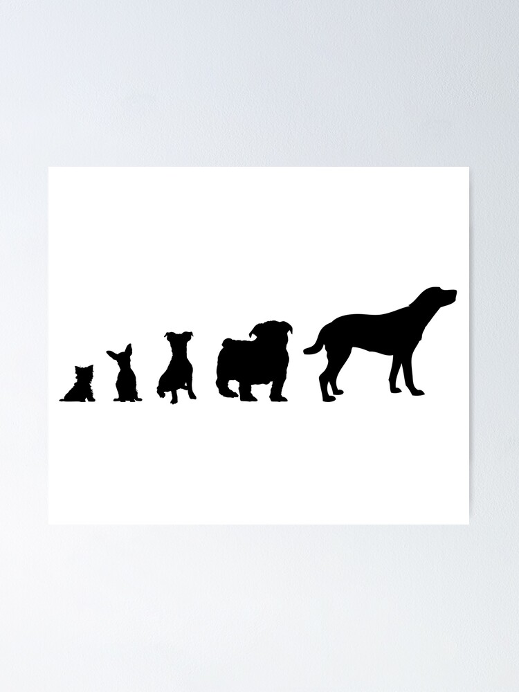 "Theory of Labrador Evolution" Poster for Sale by fivo | Redbubble