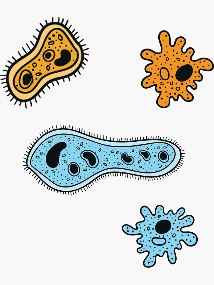 "4 Pcs Funny Biology Stickers for Kids Teens Students Teachers ...