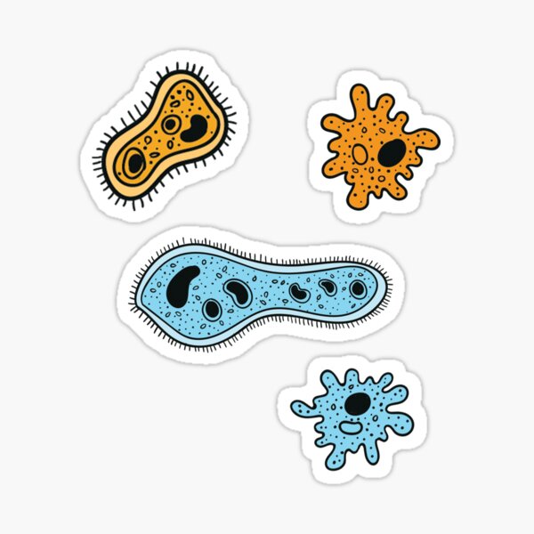 "4 Pcs Funny Biology Stickers for Kids Teens Students Teachers ...