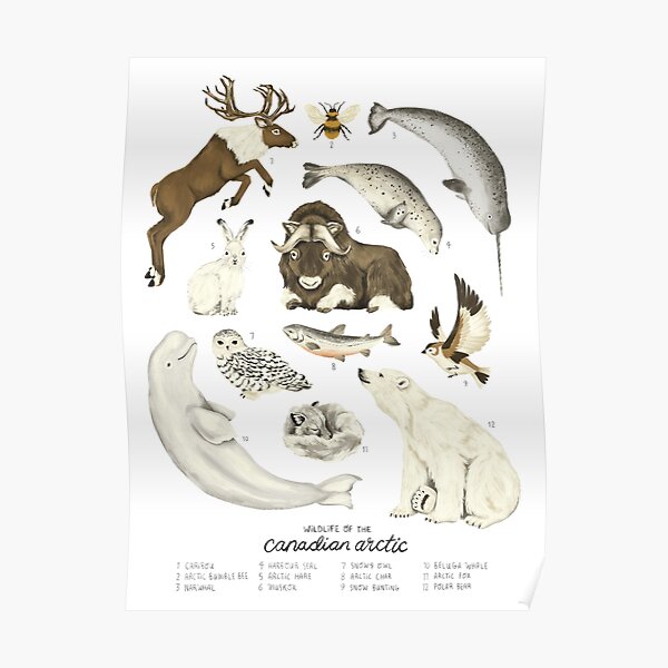 "Wildlife of the Canadian Arctic" Poster for Sale by AmyHamilton ...