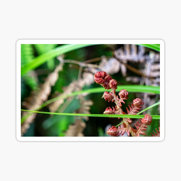 "'Ama'u Fern Unfurling" Sticker for Sale by KeolaM | Redbubble