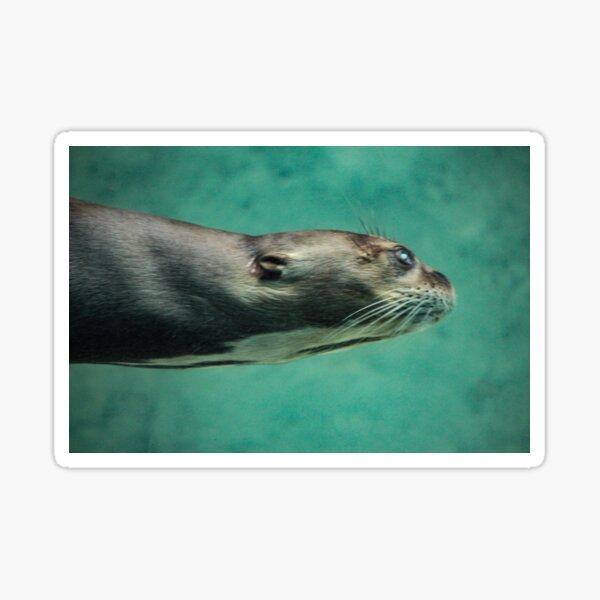 "Torpedo" Sticker by BobHardy | Redbubble