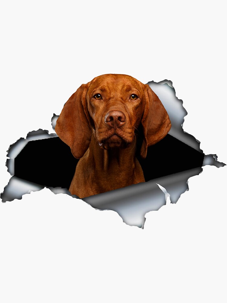 "sticker for cars viszla dog" Sticker by shoparena | Redbubble
