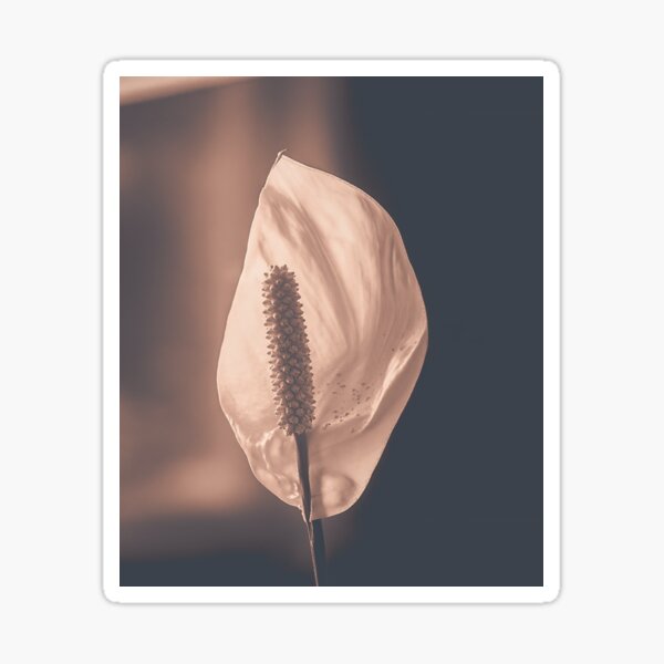 "Peace Lily Flower" Sticker for Sale by Legink | Redbubble