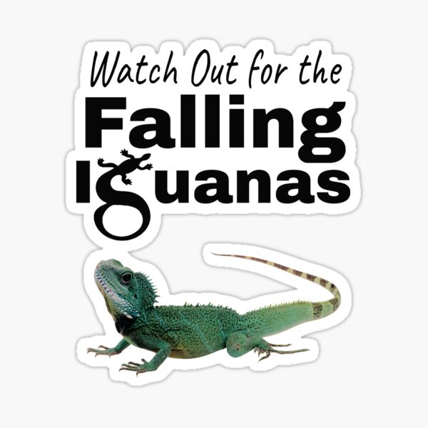 "Watch Out for the Falling Iguanas, Funny Falling Iguana" Sticker by ...