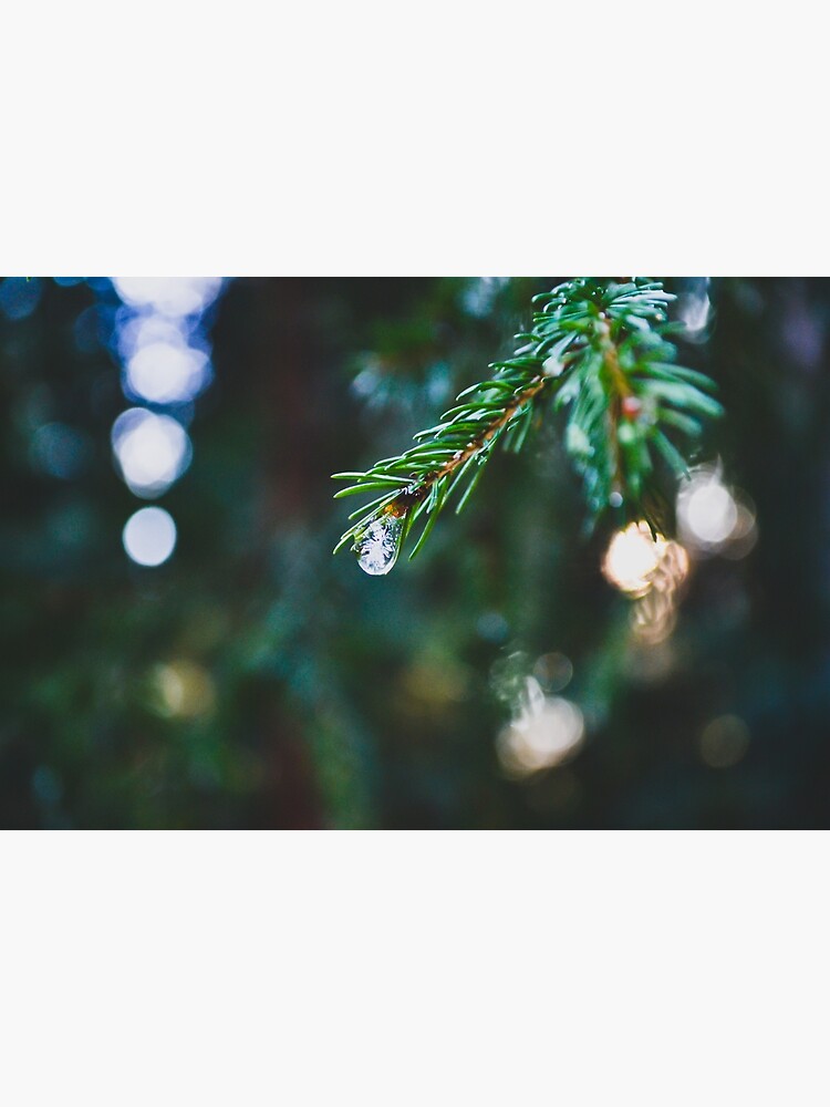 "Frozen water drop on tree. Melting snow or dew on the green thuja with ...