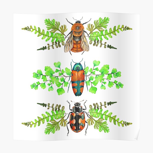 "Composition of endangered insects from Chile" Poster by SandraHaro ...
