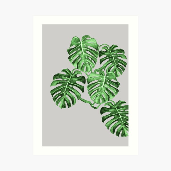 "Monstera Deliciosa, swiss chess plant, tropical plant, palm" Art Print ...