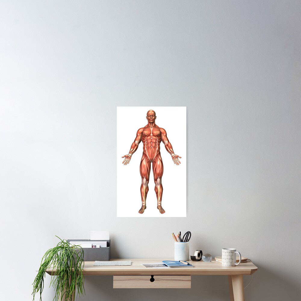 "Anatomy of male muscular system, front view." Poster for Sale by ...