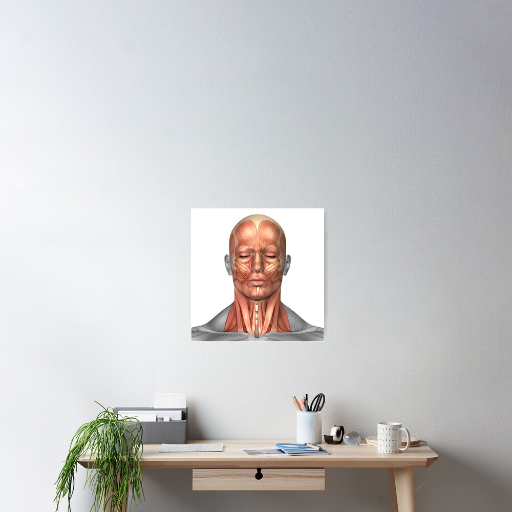 "Anatomy of human face and neck muscles, front view." Poster for Sale ...