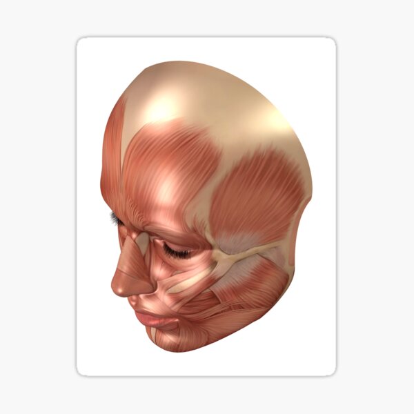 "Anatomy of human face muscles." Sticker for Sale by StocktrekImages ...