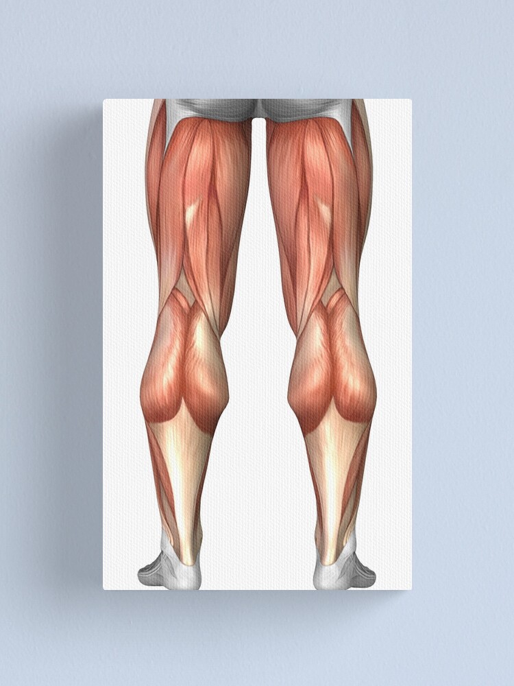 Leg Muscle Diagram Diagram Illustrating Muscle Groups On Back Of 
