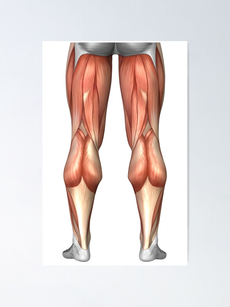 Leg Muscle Diagram Back Conceptual 3d Human Back Lower Leg Muscle 