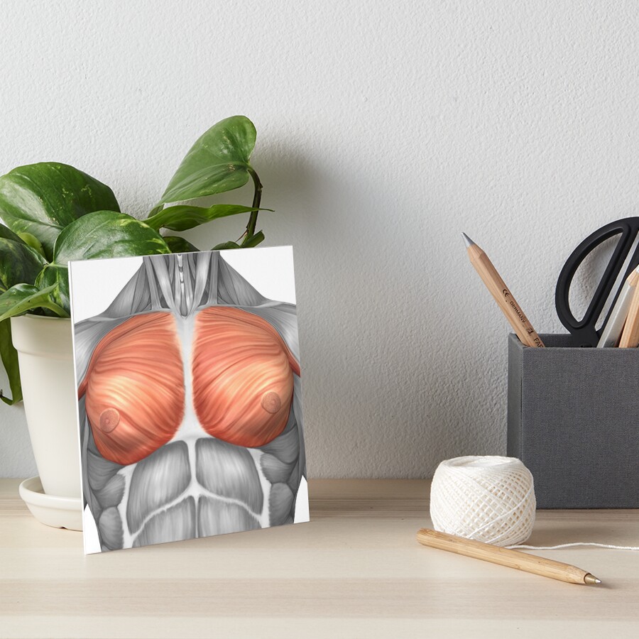 "Anatomy of male pectoral muscles." Art Board Print for Sale by ...