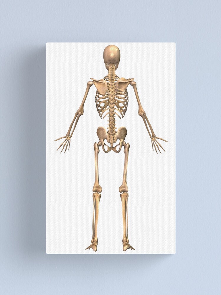 "Human skeletal system, back view." Canvas Print by StocktrekImages ...