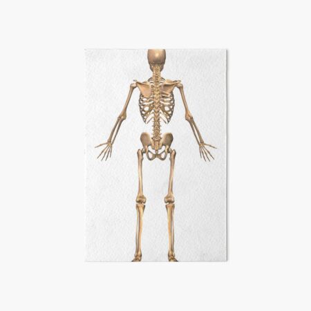 "Human skeletal system, back view." Art Board Print for Sale by ...