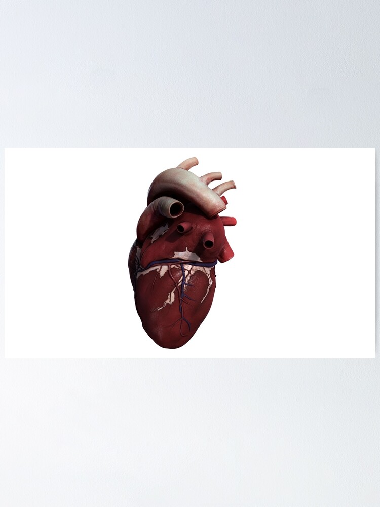 "Three dimensional view of human heart, right side." Poster for Sale by ...