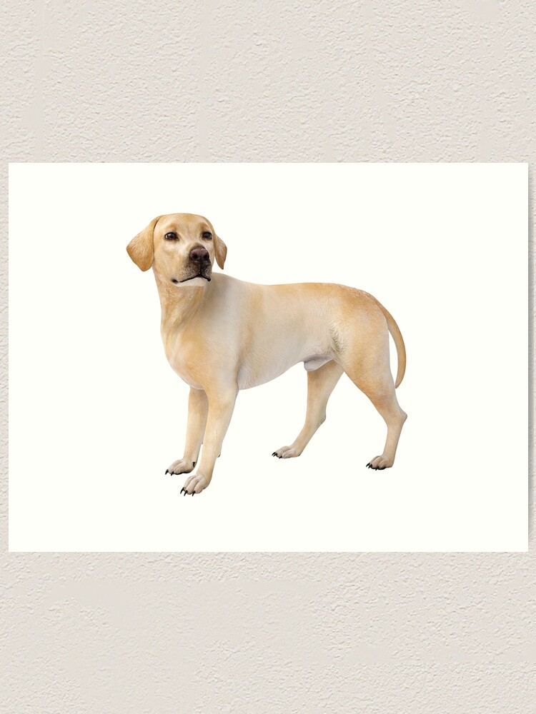 "Cute yellow Labrador retriever dog" Art Print for Sale by KendoKotaro ...