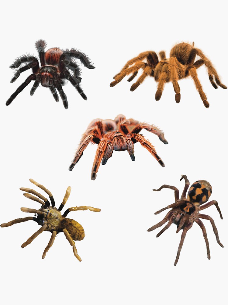 "Tarantula Spider Pack" Sticker for Sale by simzzuk | Redbubble