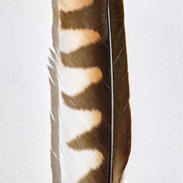 "Kestrel Feather" Poster for Sale by Weston Westmoreland | Redbubble