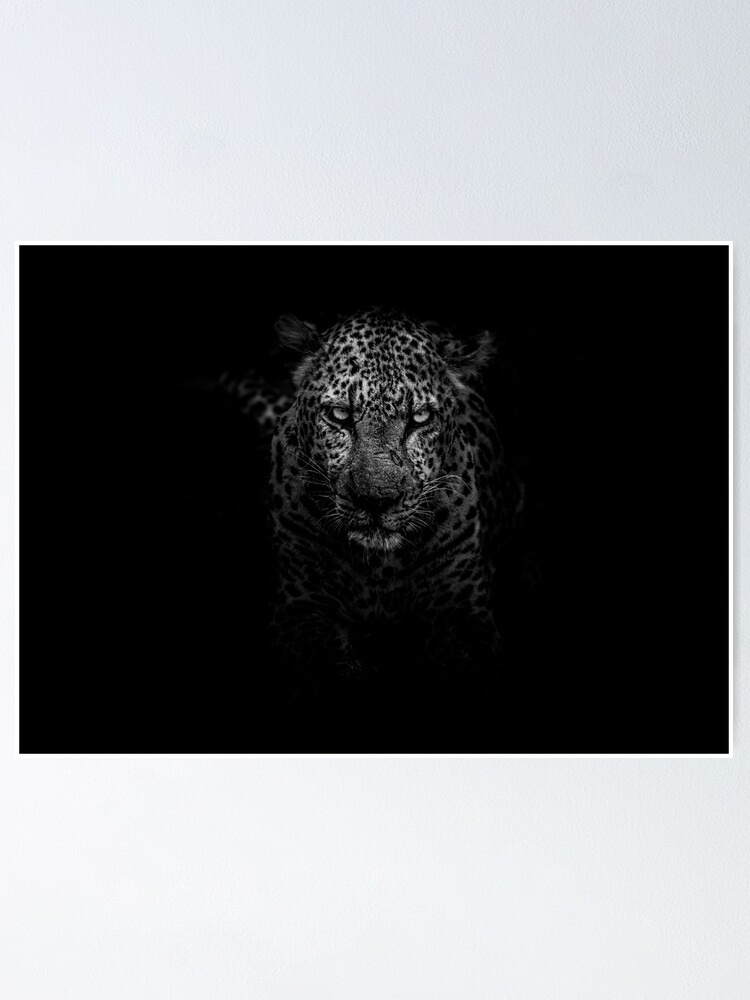 "Leopard creeping out of the dark " Poster for Sale by Ellisdmania ...