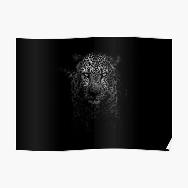 "Leopard creeping out of the dark " Poster for Sale by Ellisdmania ...