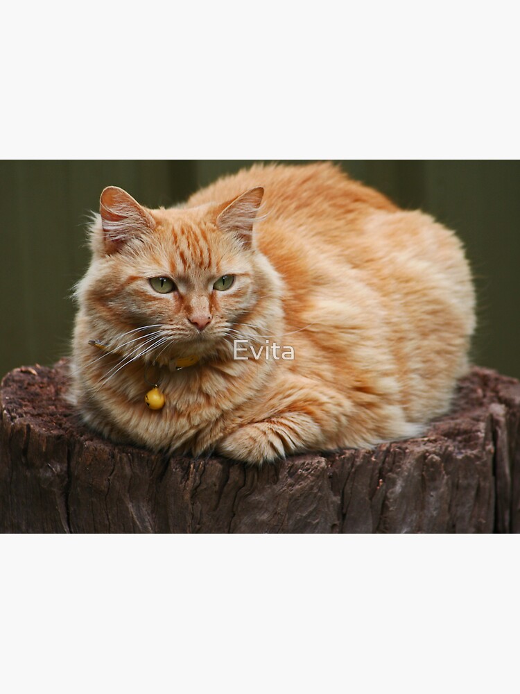 "Just visiting!" Sticker for Sale by Evita | Redbubble