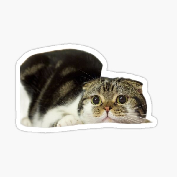 "playful cat" Sticker by Adaptator | Redbubble