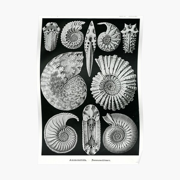 Ammonite Movie Posters For Sale Redbubble | atelier-yuwa.ciao.jp