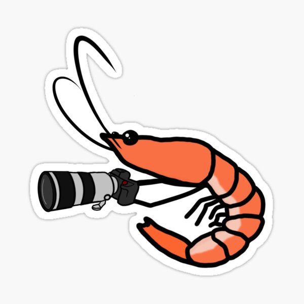 "Prawn Photographer" Sticker by renegadevibes | Redbubble