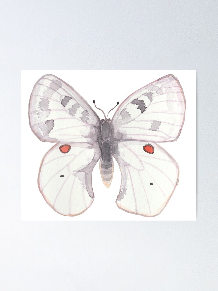 "Butterfly Vintage Illustration Clodius Parnassian " Poster for Sale by ...