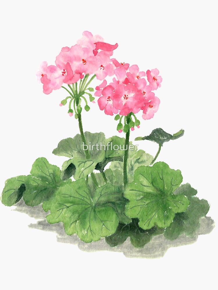 "April 24th birthday flower" Sticker for Sale by birthflower | Redbubble