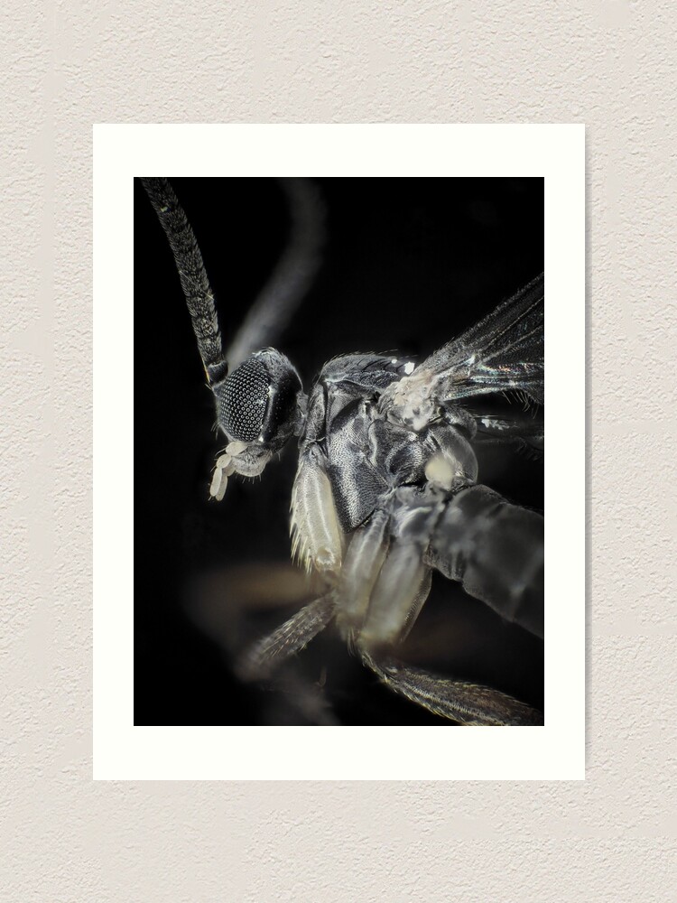 "Fungus gnat under microscope" Art Print by sdymchenko | Redbubble