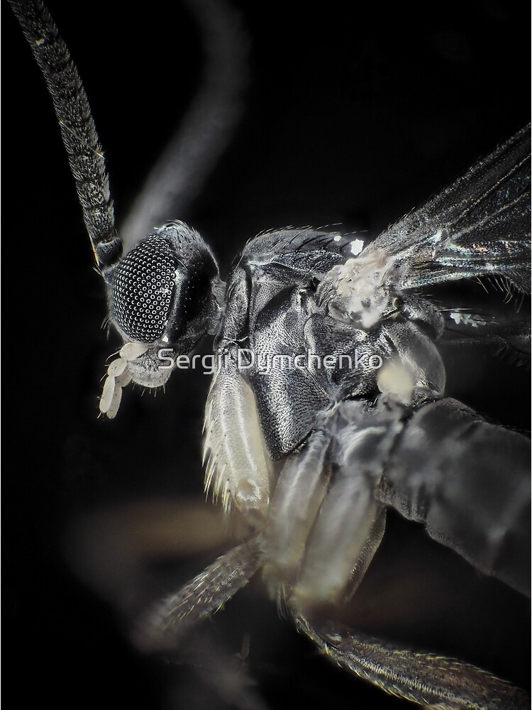 "Fungus gnat under microscope" Poster by sdymchenko | Redbubble
